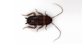 クロゴキブリの防除について | 自社ニュース | 神栄産業株式会社